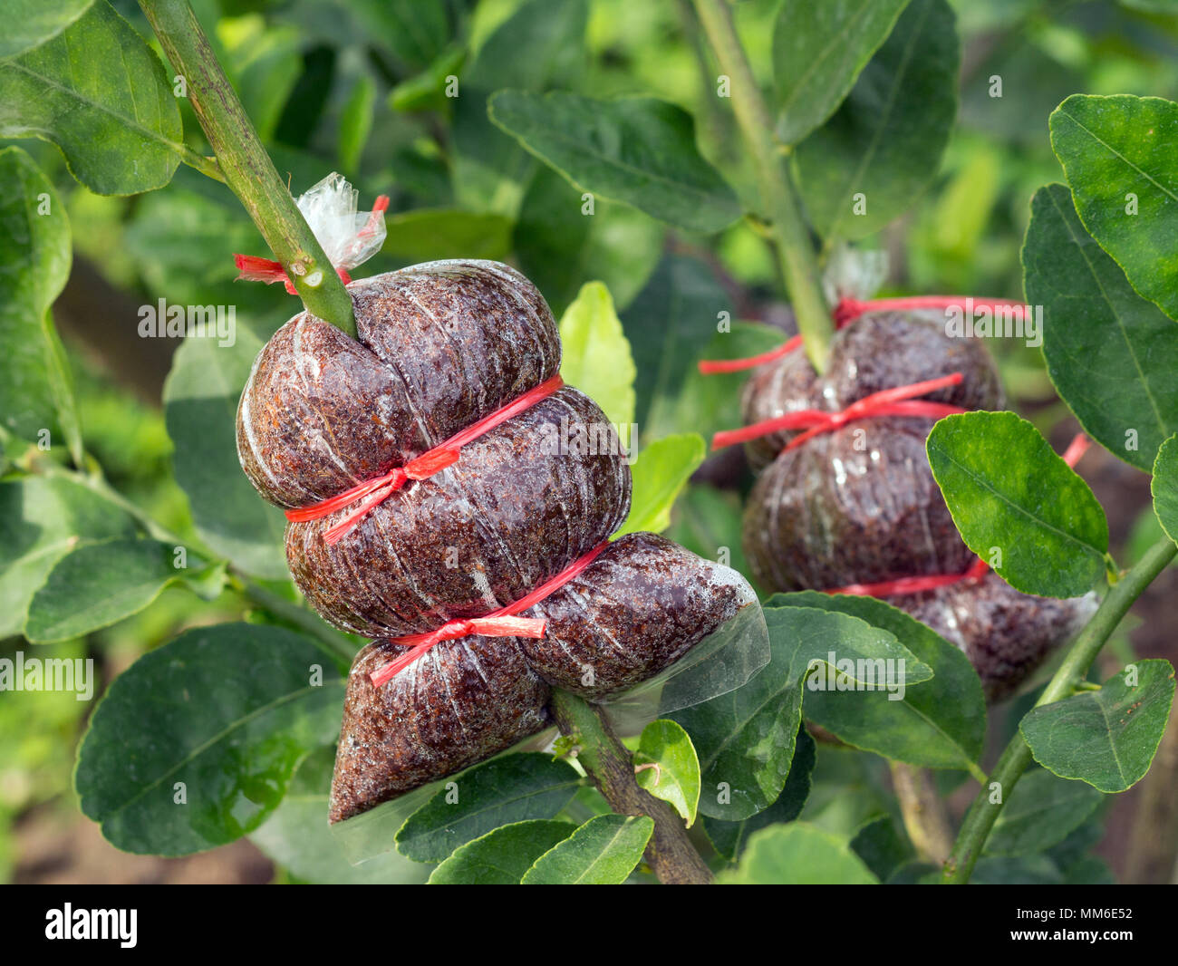 loseup of graft on lime tree branch, agricultural technique Stock Photo ...