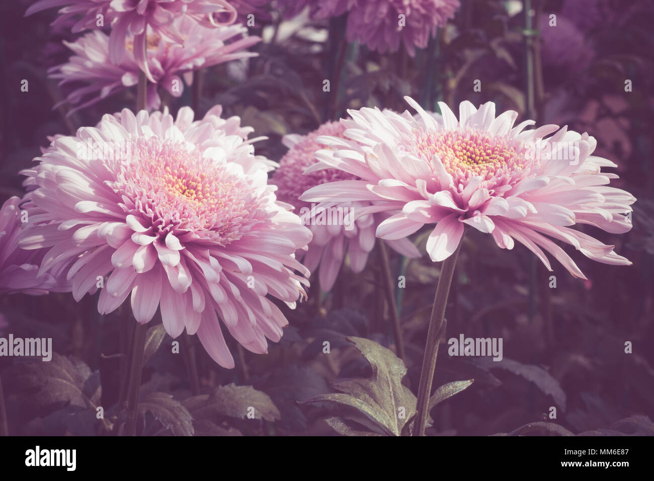 flowers with filter effect retro vintage style Stock Photo - Alamy