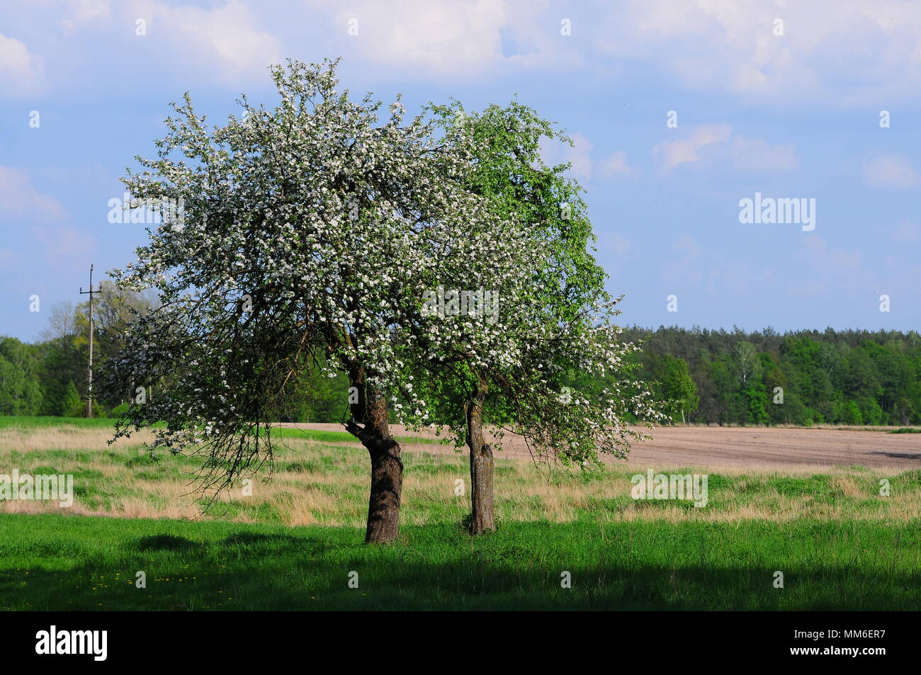 Ancient apple tree hi-res stock photography and images - Alamy