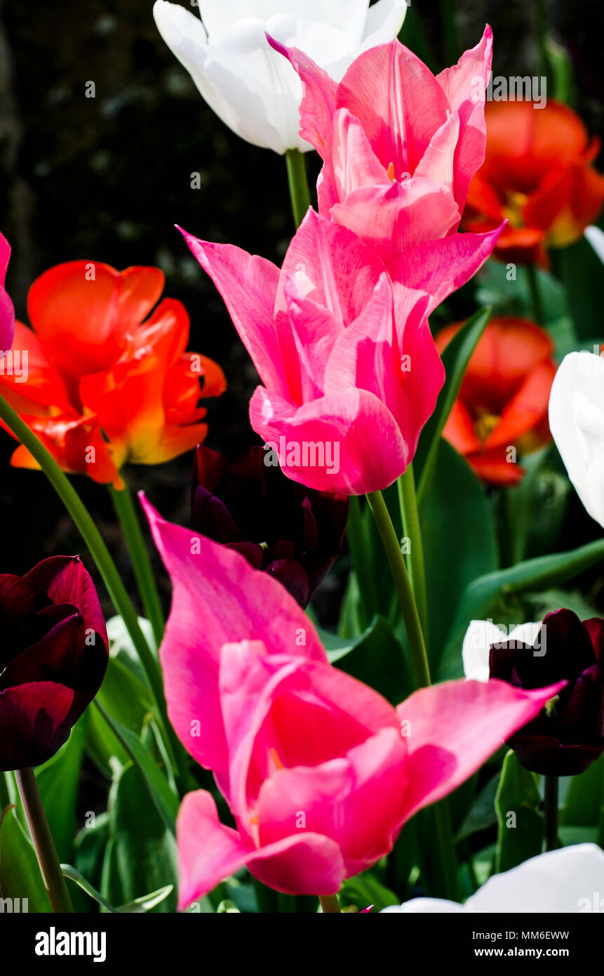 Tulips in May Stock Photo - Alamy