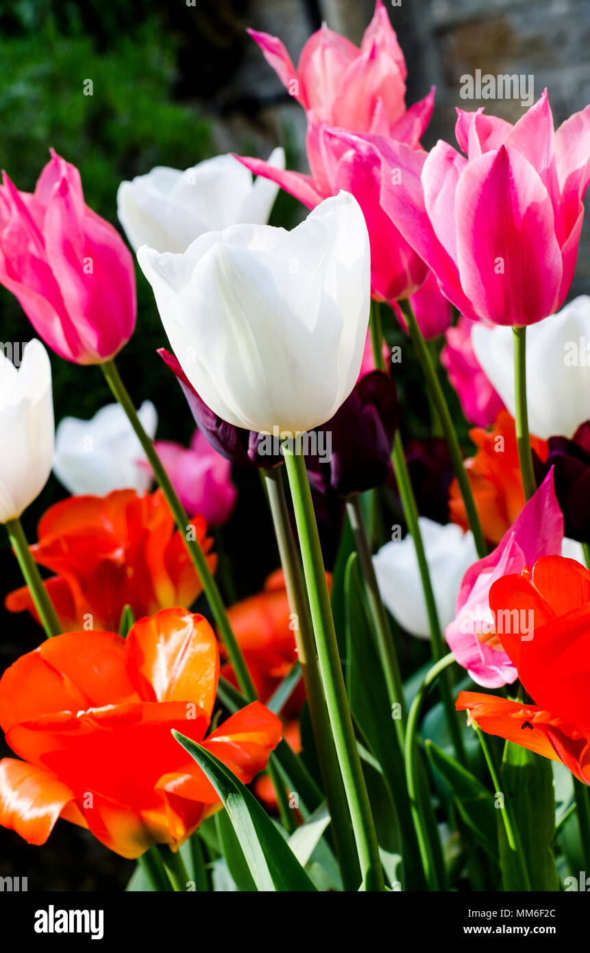 Tulips in may hi-res stock photography and images - Alamy
