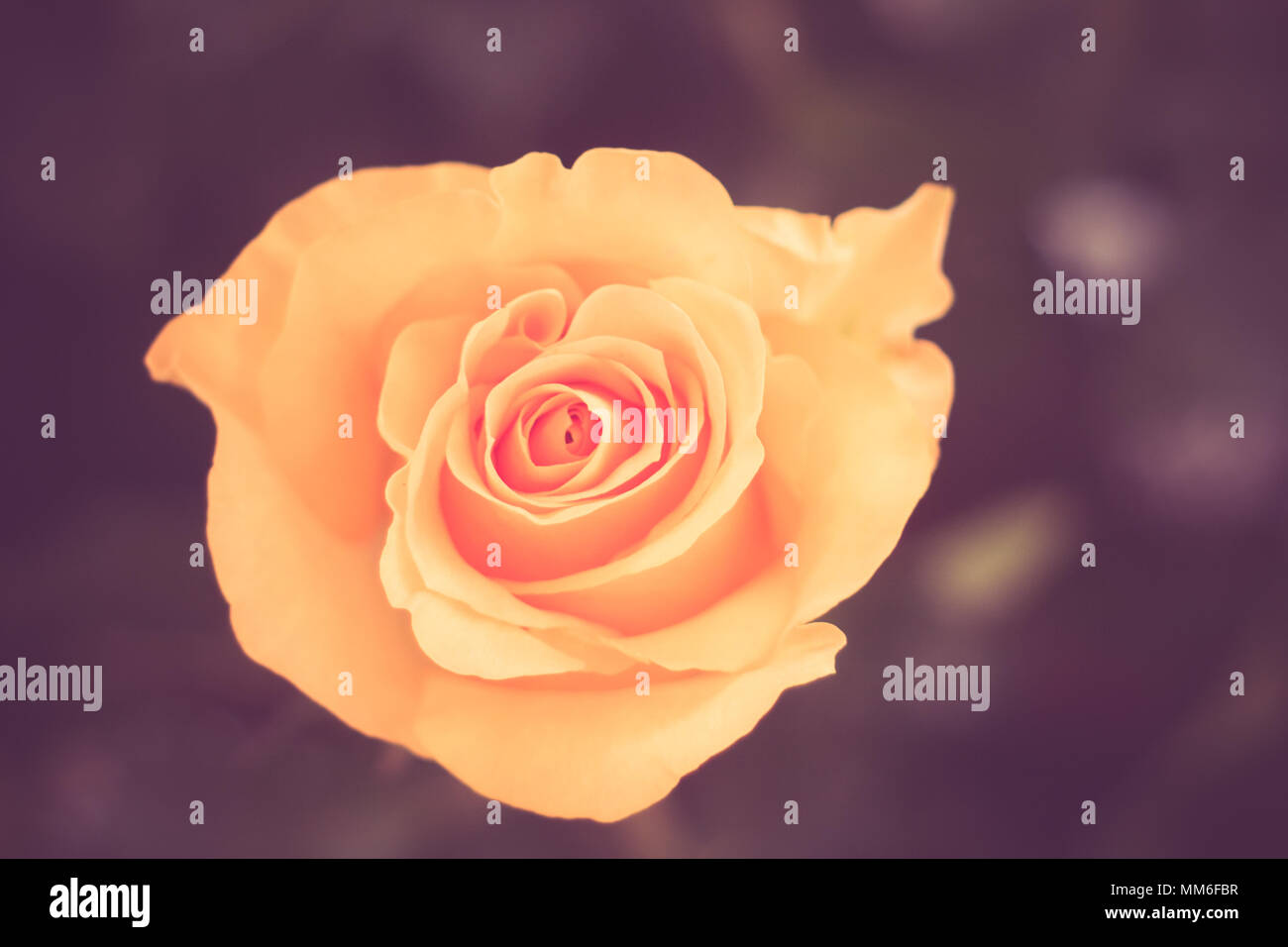 flowers rose with filter effect retro vintage style Stock Photo - Alamy