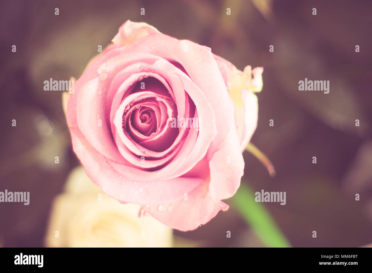 flowers rose with filter effect retro vintage style Stock Photo - Alamy