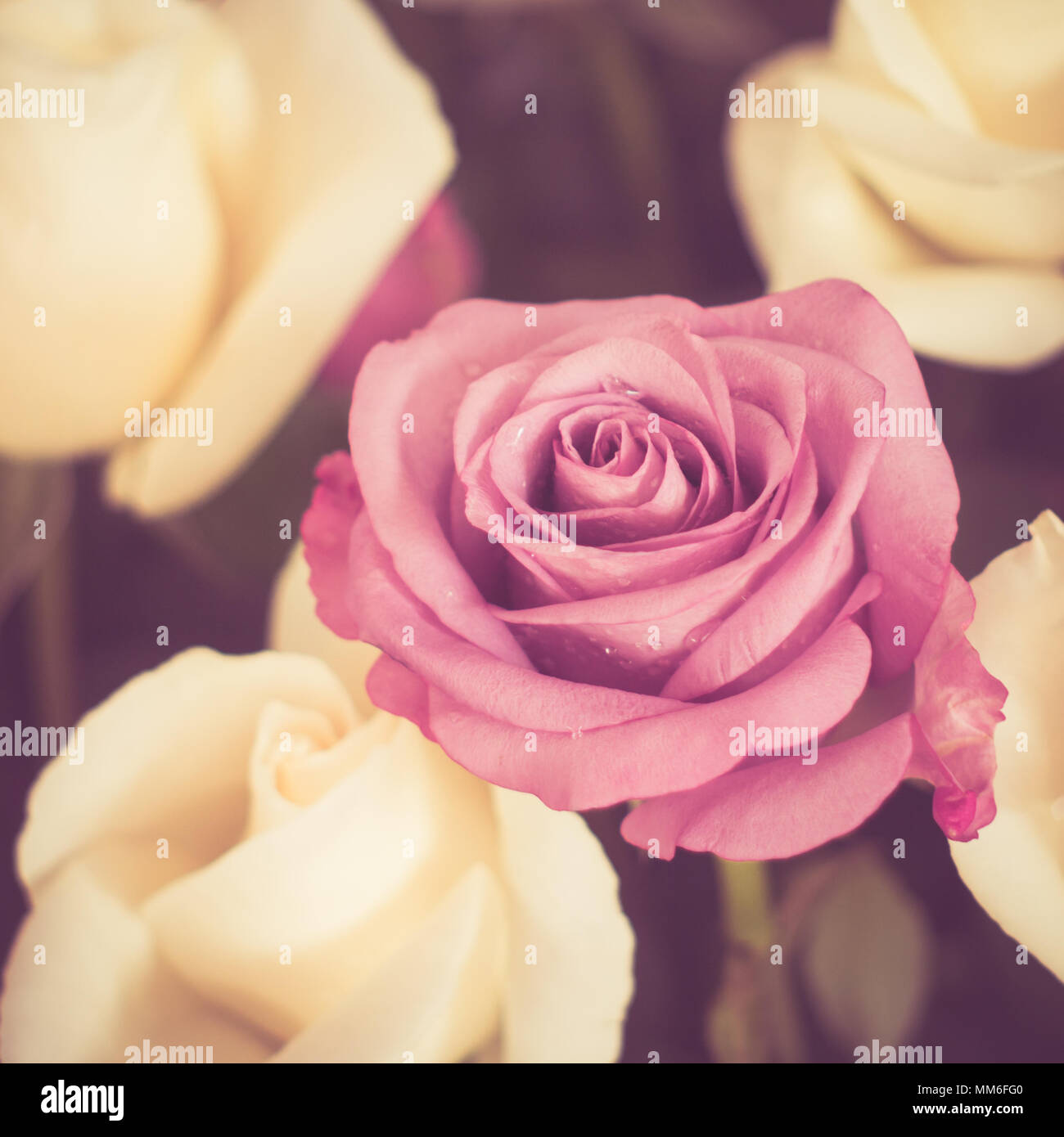 flowers rose with filter effect retro vintage style Stock Photo - Alamy