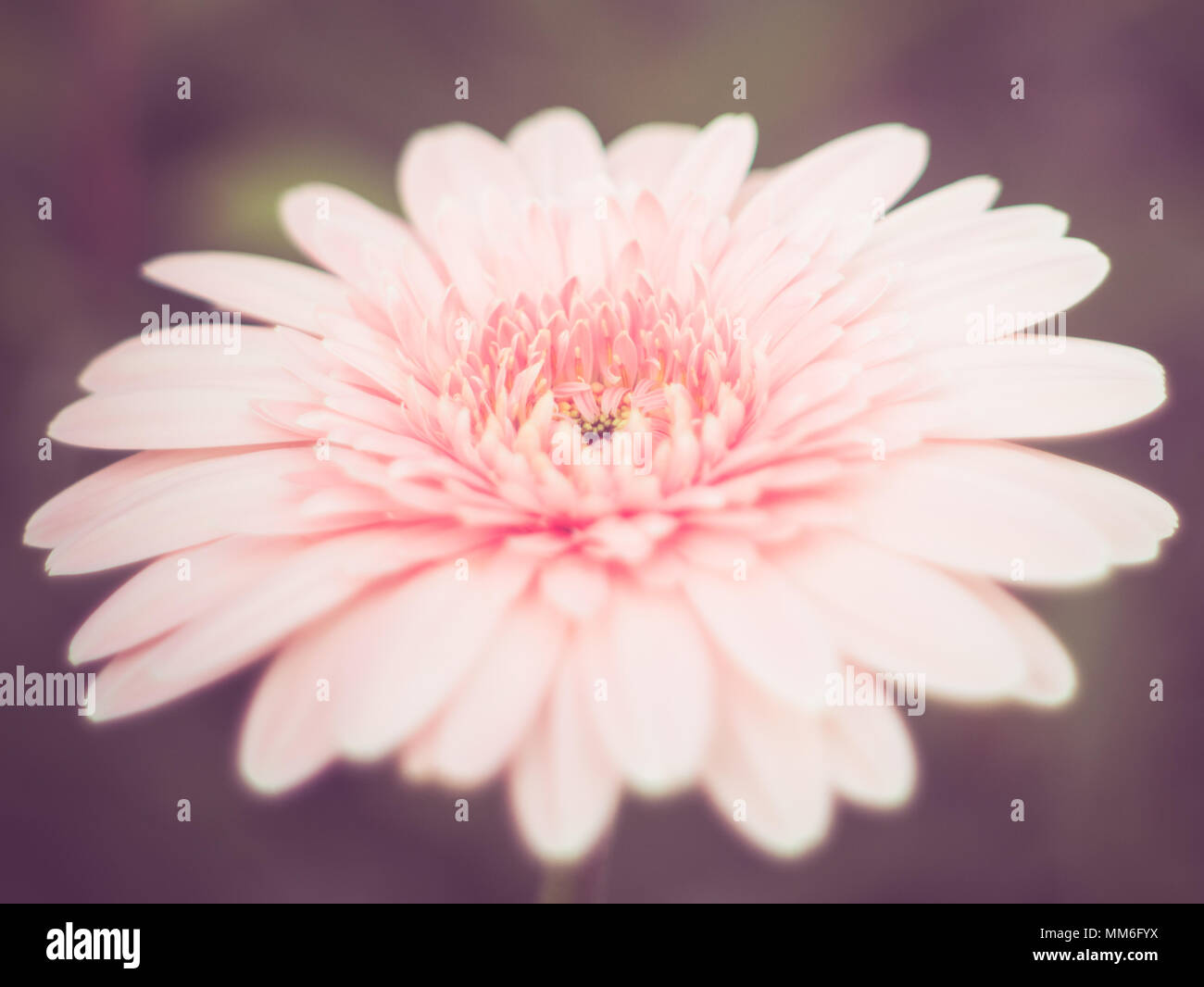 flowers with filter effect retro vintage style Stock Photo - Alamy