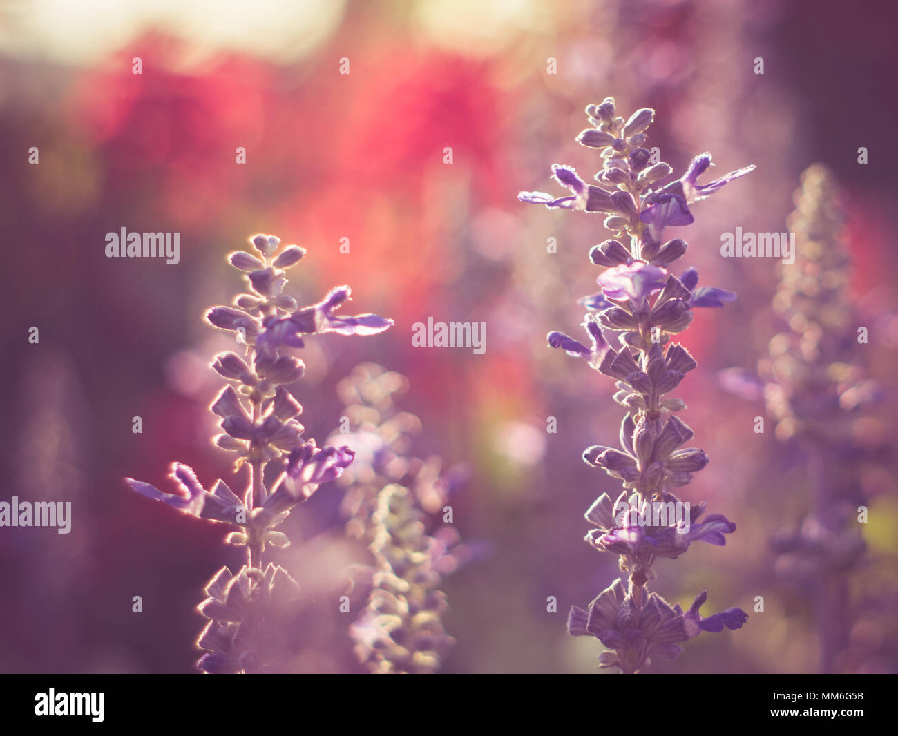 flowers with filter effect retro vintage style Stock Photo - Alamy