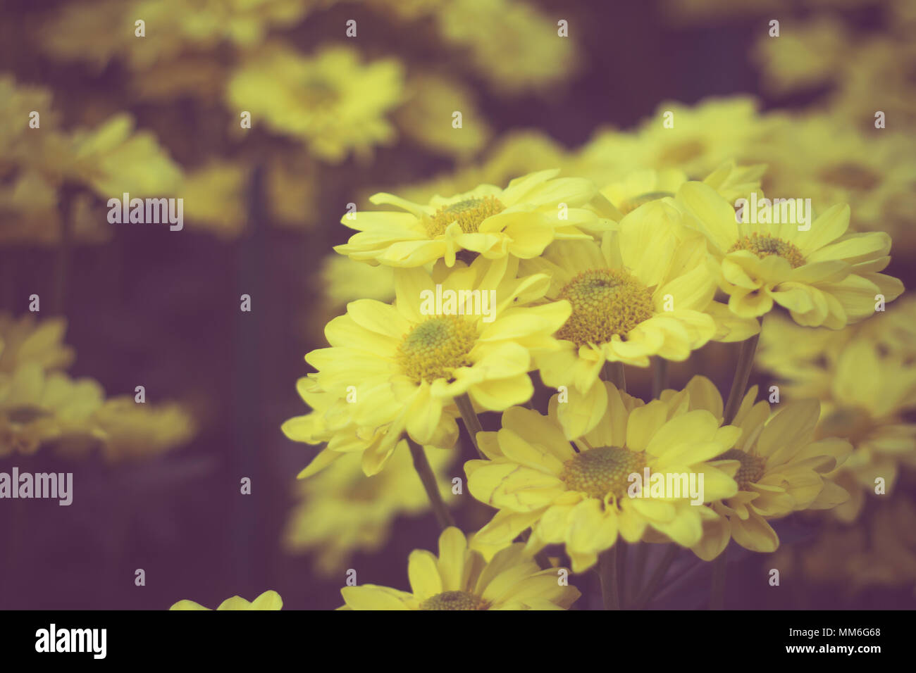 flowers with filter effect retro vintage style Stock Photo - Alamy