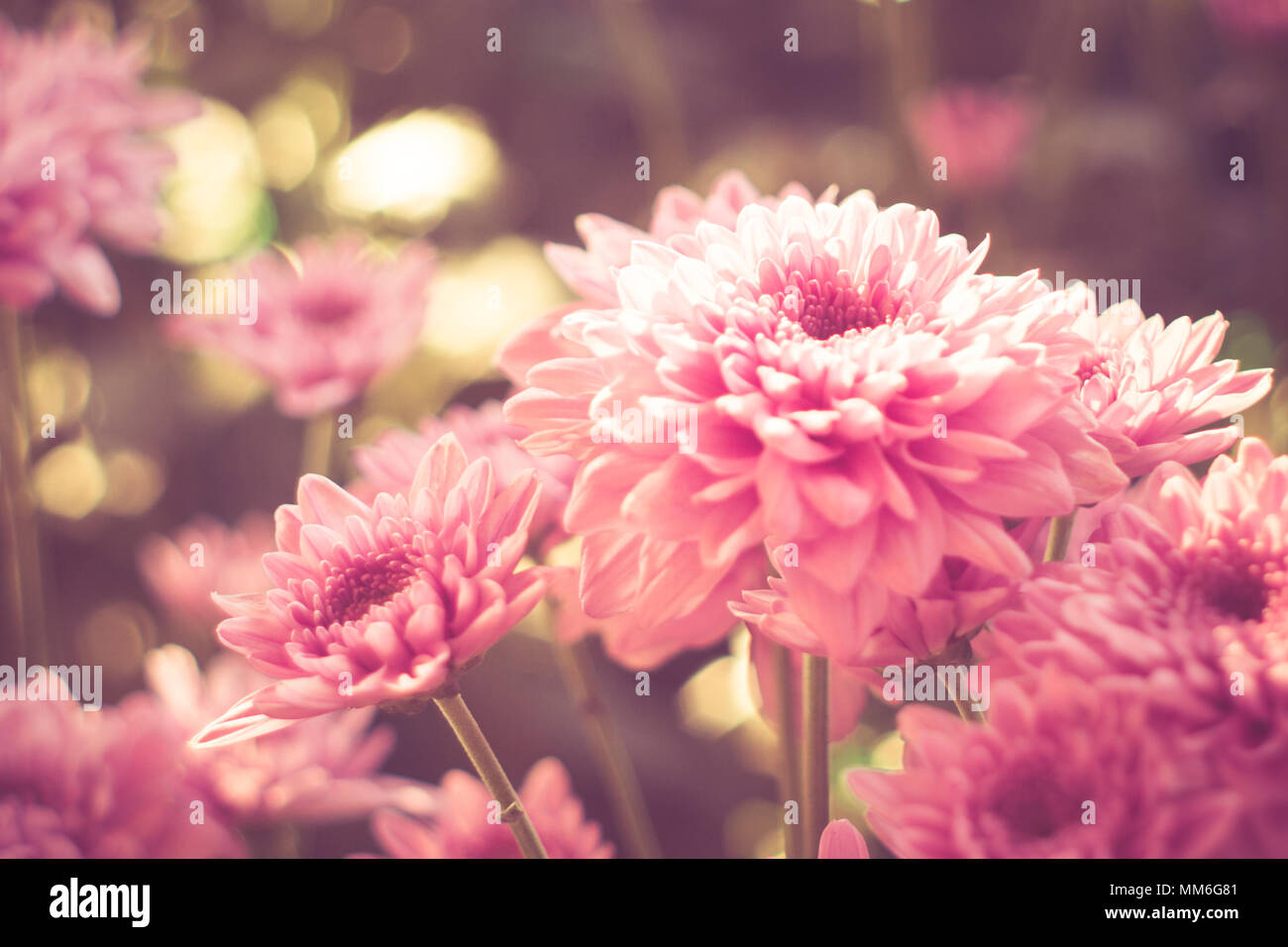 flowers with filter effect retro vintage style Stock Photo - Alamy