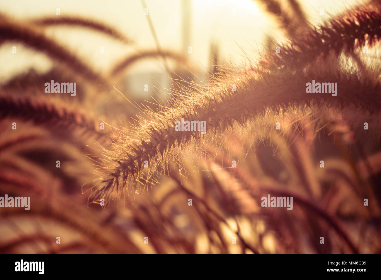 field of grass during sunset Stock Photo - Alamy