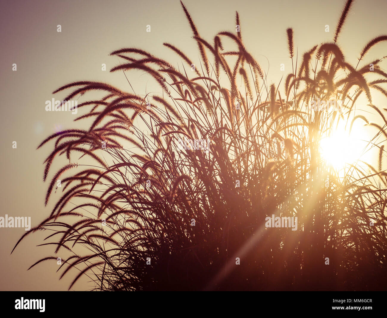 field of grass during sunset with filter effect retro vintage style ...