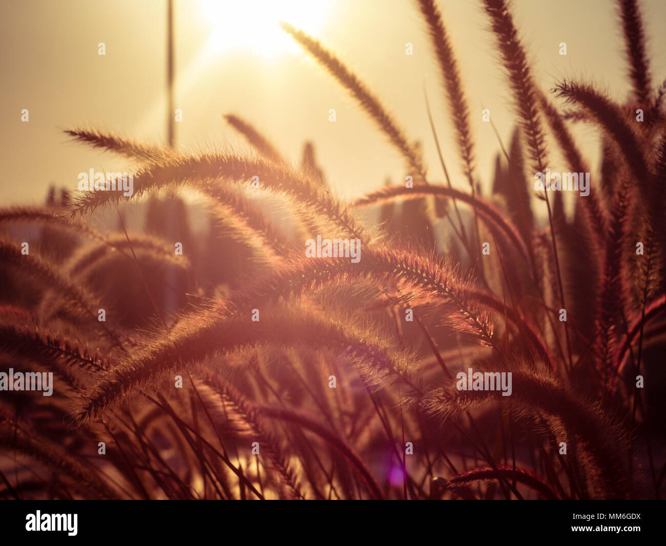 field of grass during sunset Stock Photo - Alamy