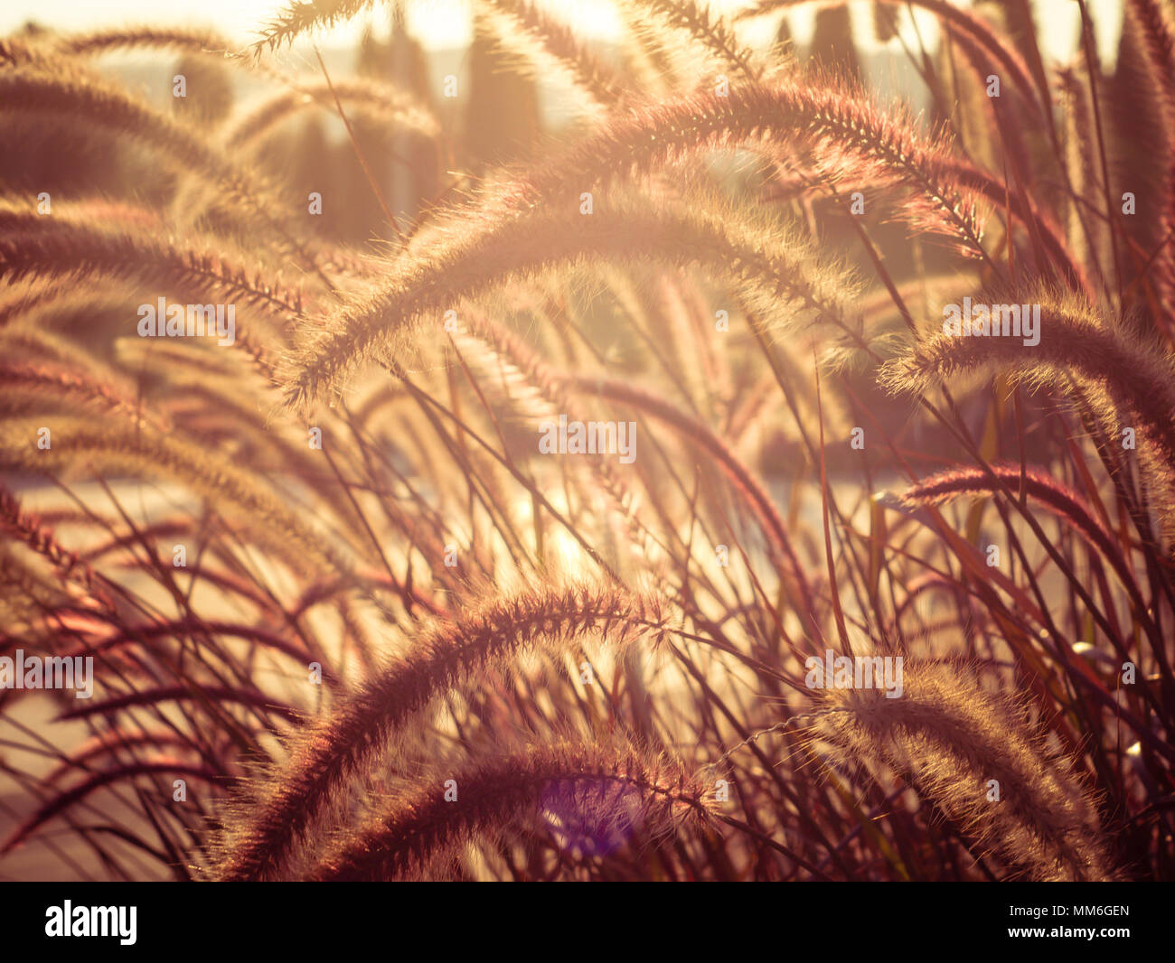 field of grass during sunset Stock Photo - Alamy