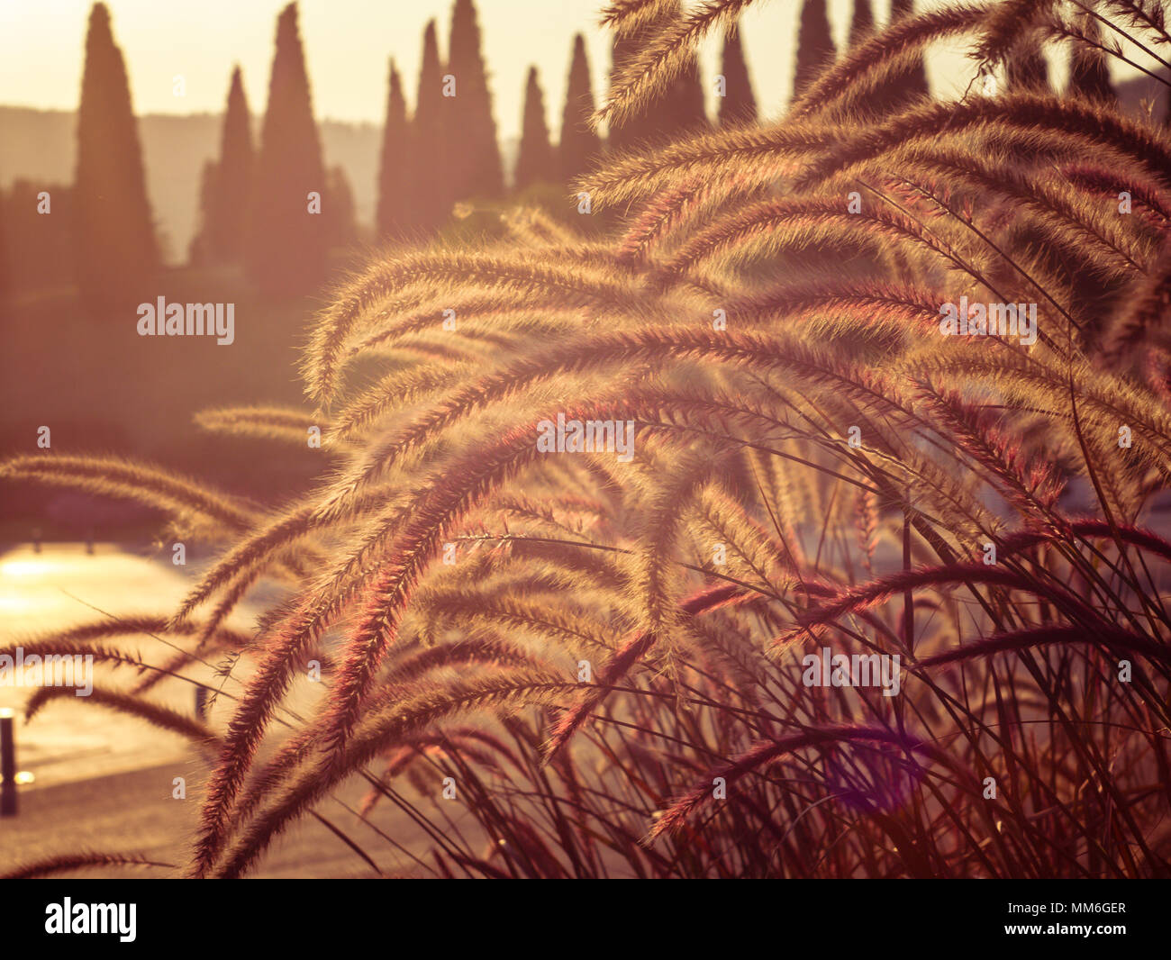 field of grass during sunset Stock Photo - Alamy