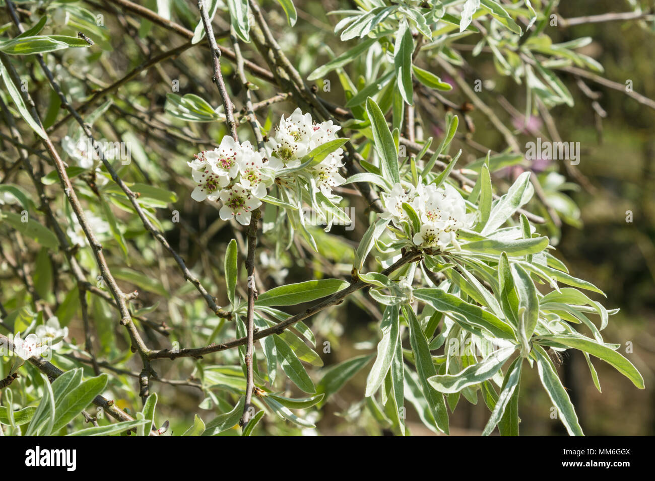 Pyrus salicifolia 'Pendula' - pendulous willow-leaved pear Stock Photo ...
