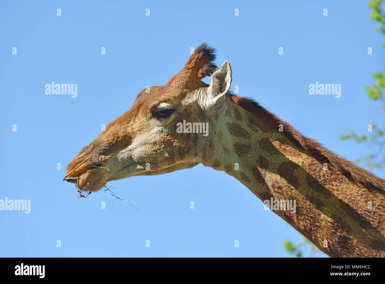 Giraffe Eyes High Resolution Stock Photography and Images - Alamy