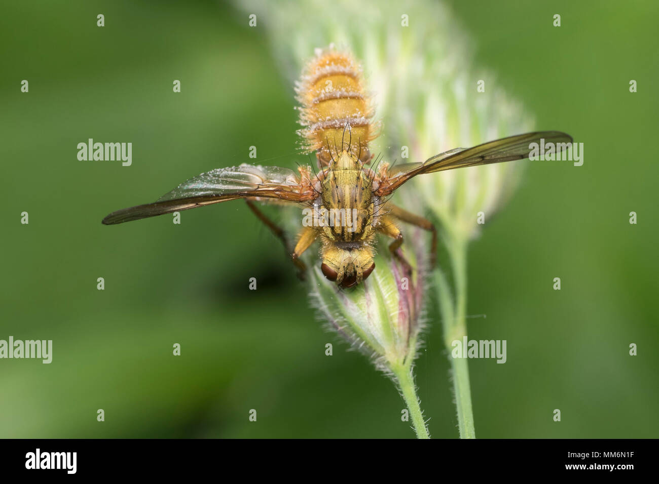 Yellow Dung Fly (Scathophaga stercoraria) infected with Entomopthora sp ...