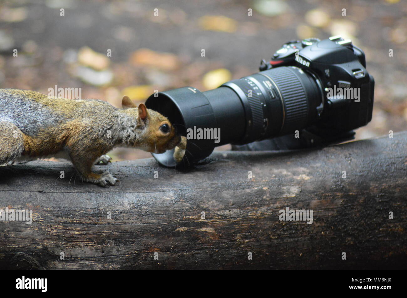 Squirrel checking out the camera lens Stock Photo - Alamy