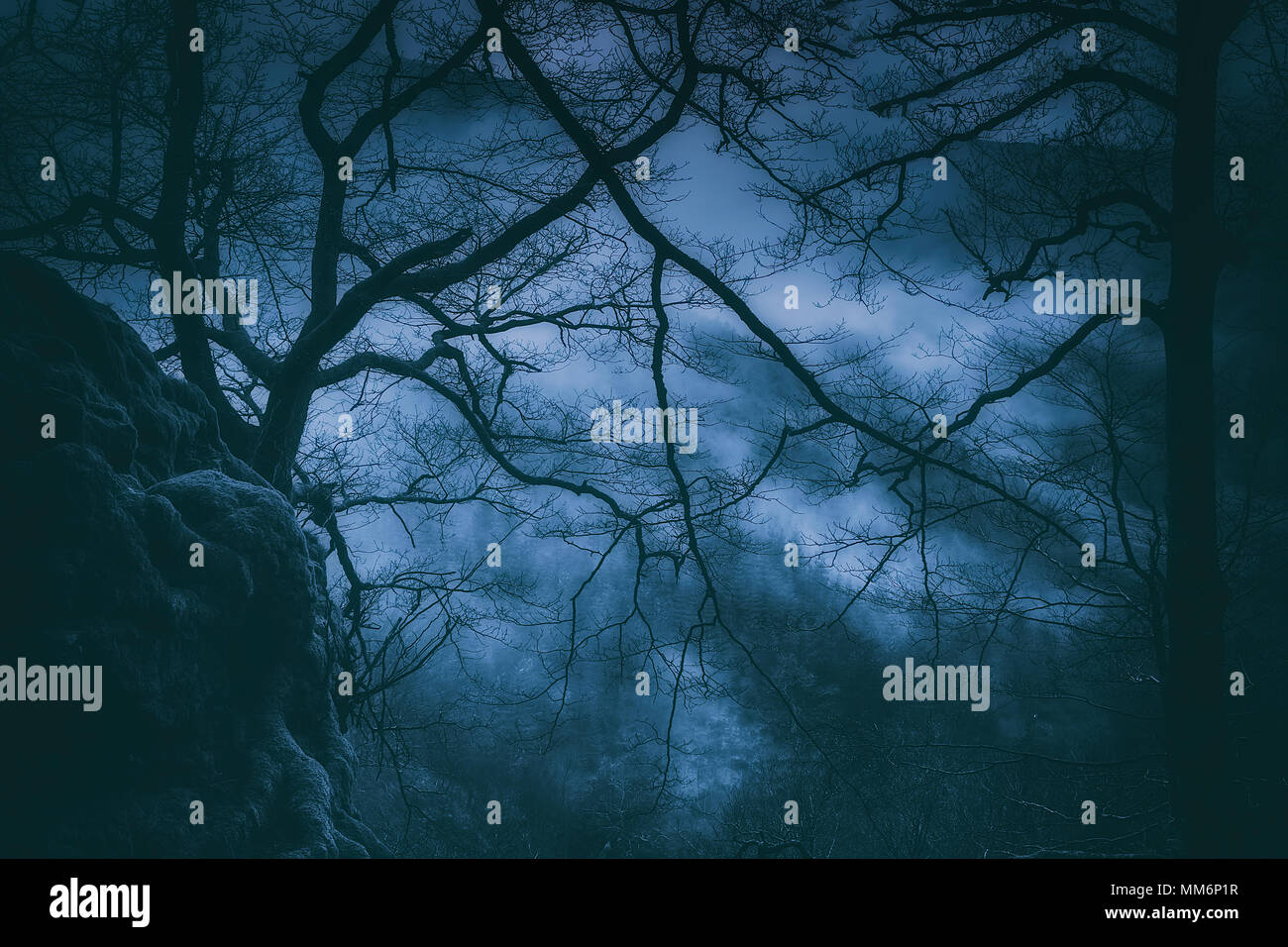 spooky trees with scary branches at night Stock Photo - Alamy