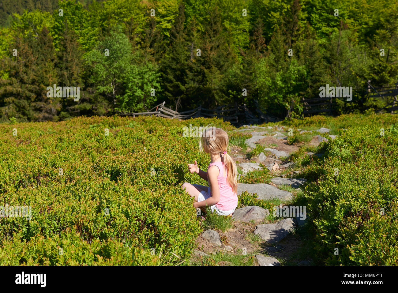 Child blond little girl picking fresh berries on blueberry field in ...