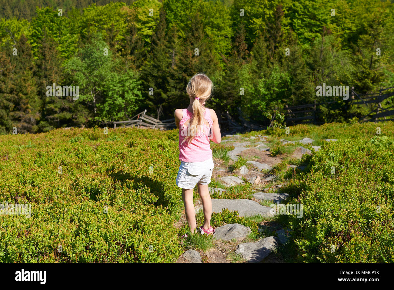 Child blond little girl picking fresh berries on blueberry field in ...