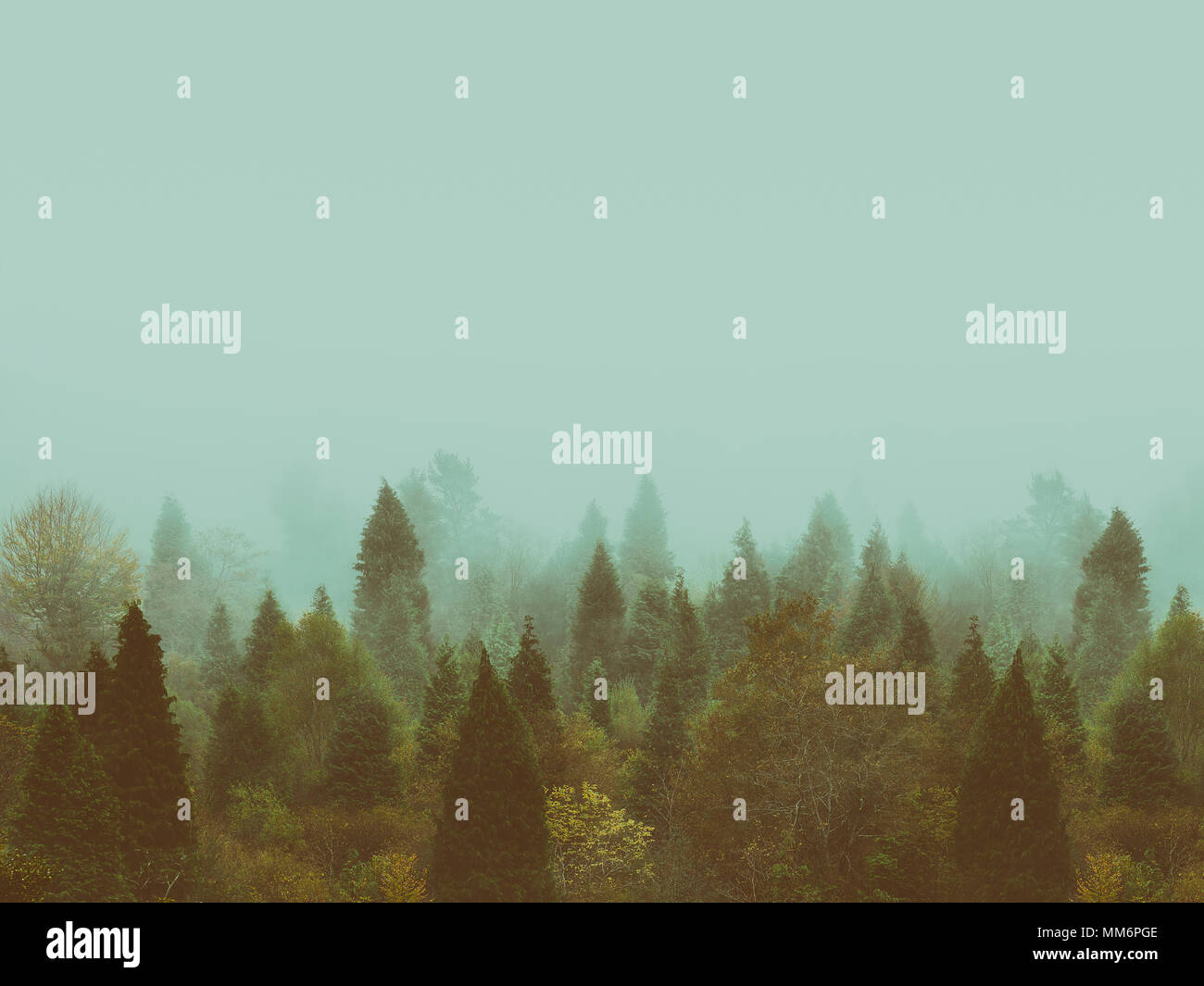 Vintage forest hi-res stock photography and images - Alamy