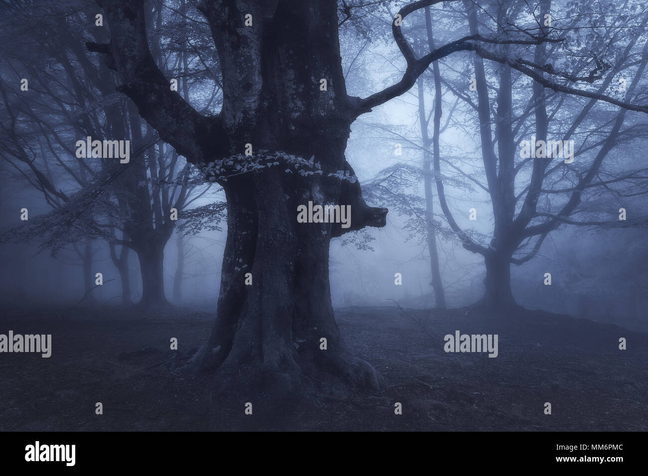 mysterious dark forest at the night Stock Photo - Alamy