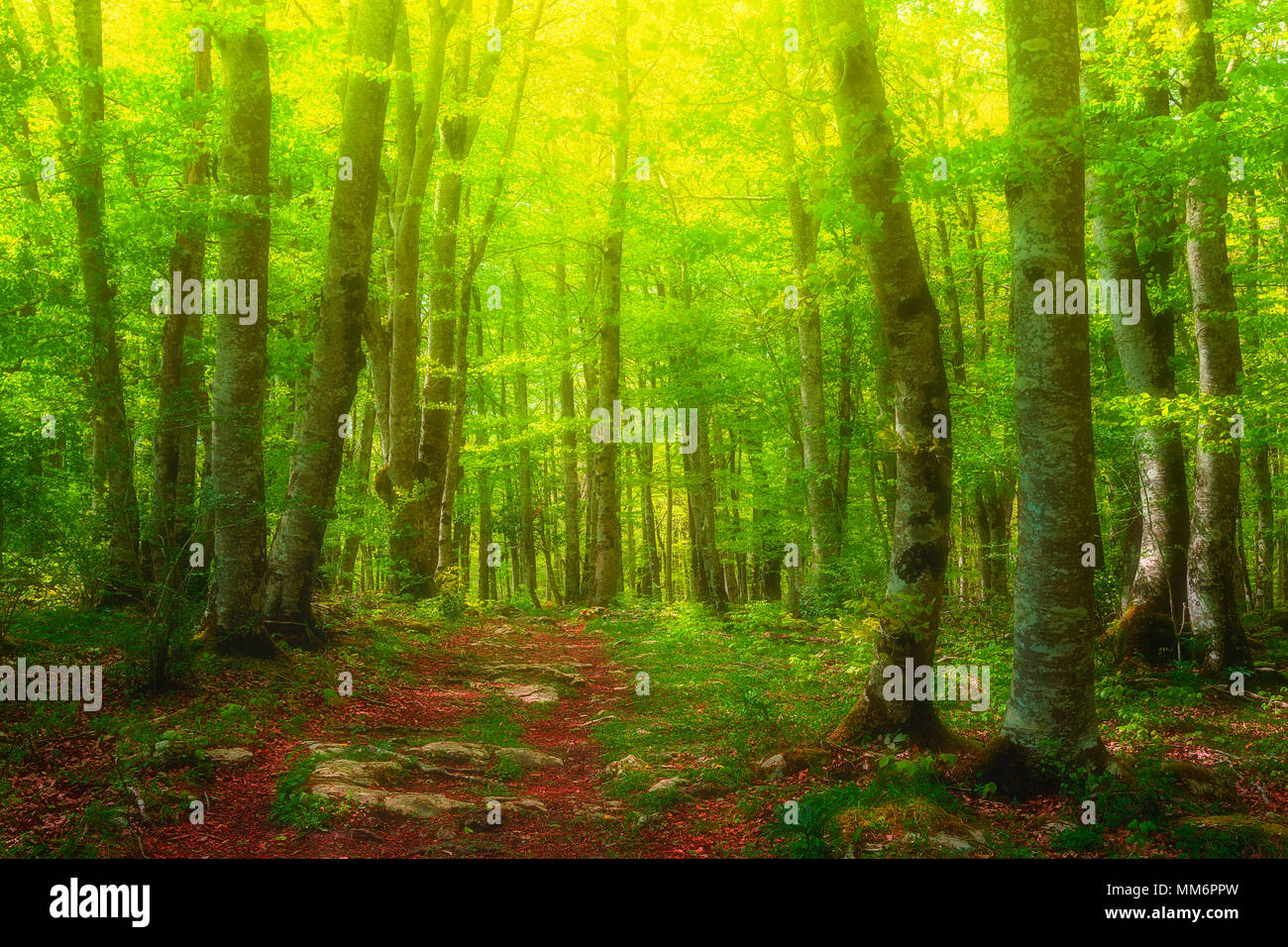 colorful forest with beautiful light Stock Photo - Alamy