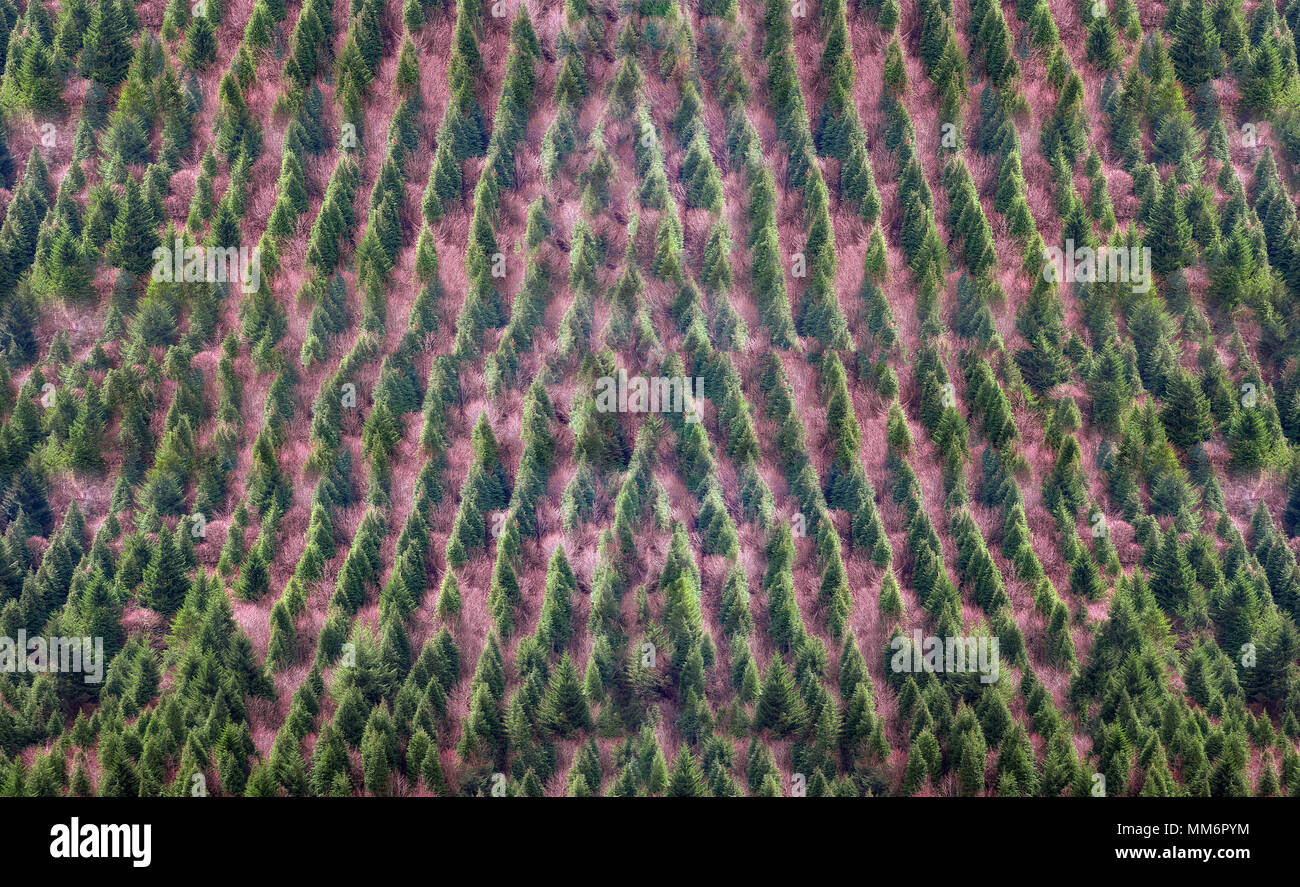 Trees pattern hi-res stock photography and images - Alamy