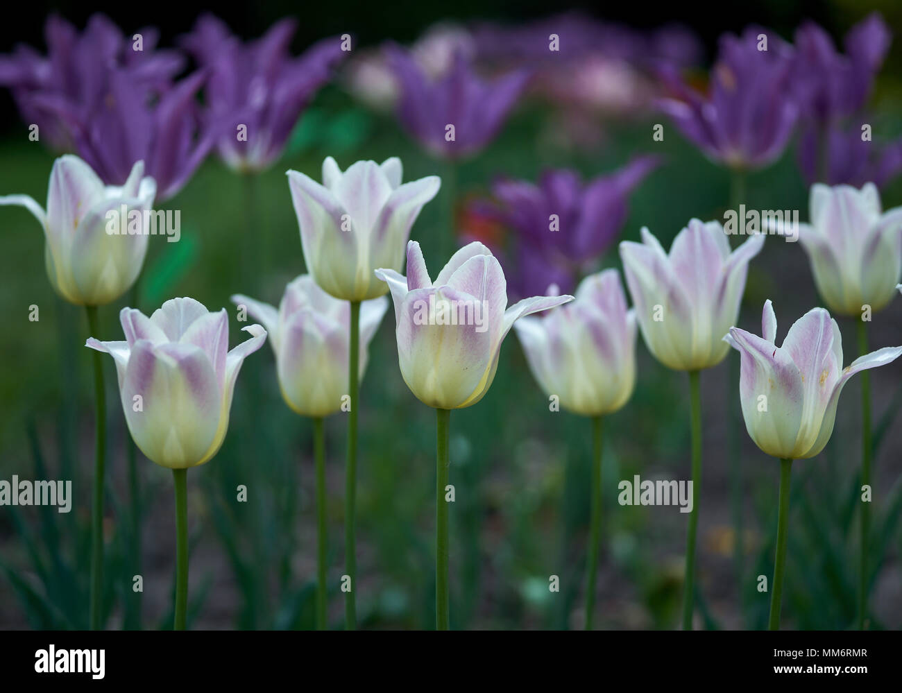 fancy colorful tulips tulip fragile beauty joy Stock Photo - Alamy