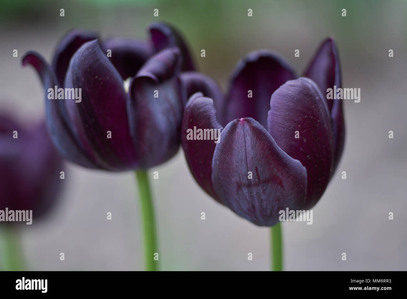 Black tulips hi-res stock photography and images - Alamy