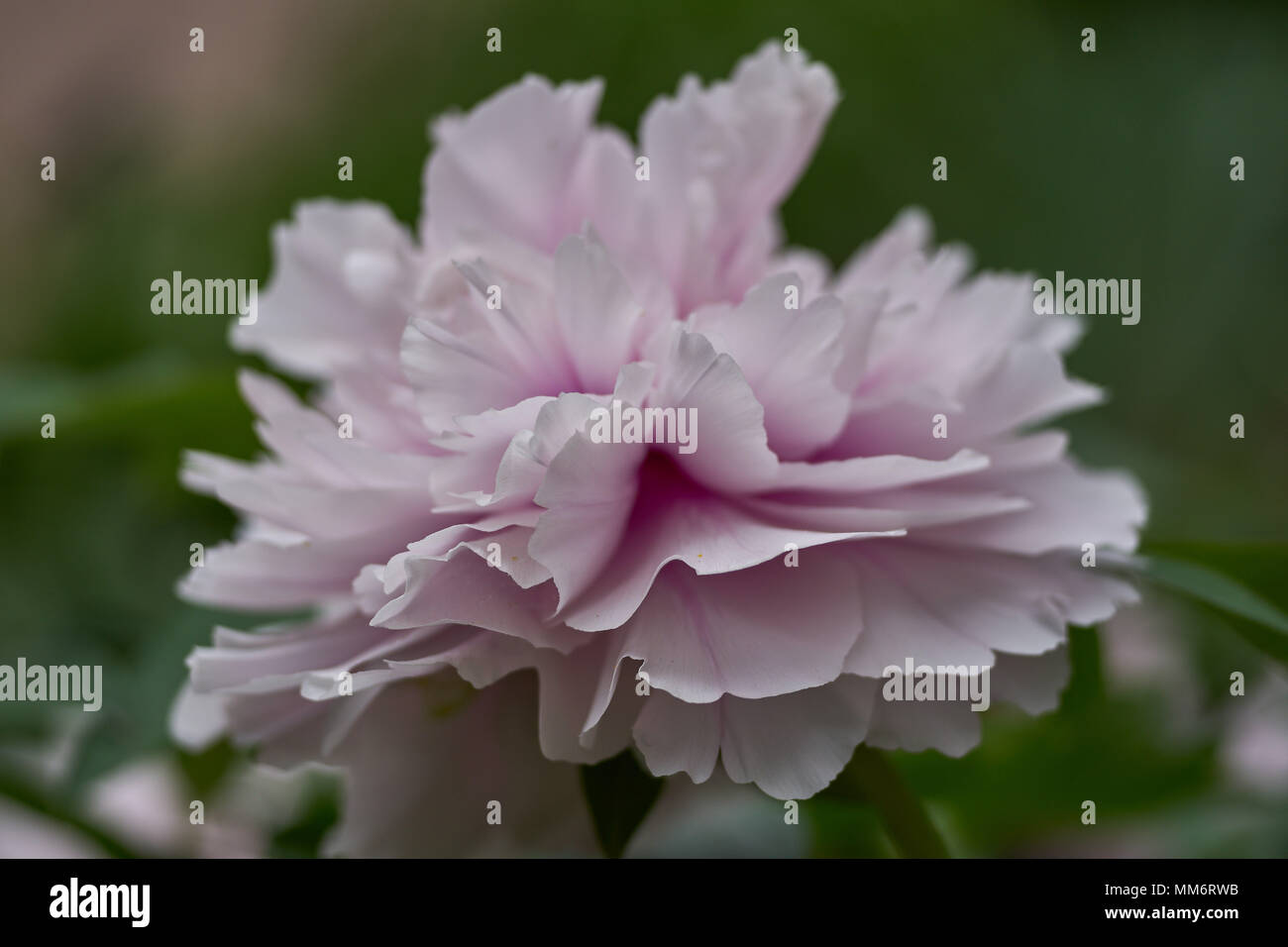 Lush pale pink peony close up peonia paeonia peony blossom peony ...