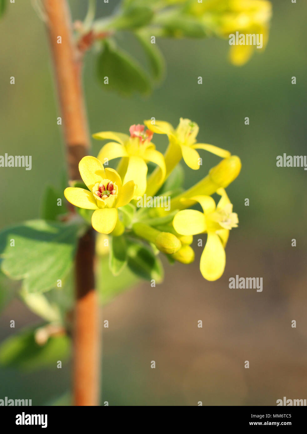 Blackcurrant bush in flower hi-res stock photography and images - Alamy