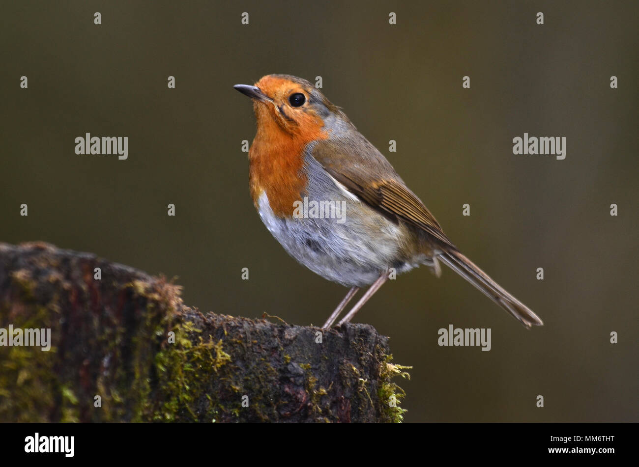 Friendly robins hi-res stock photography and images - Alamy