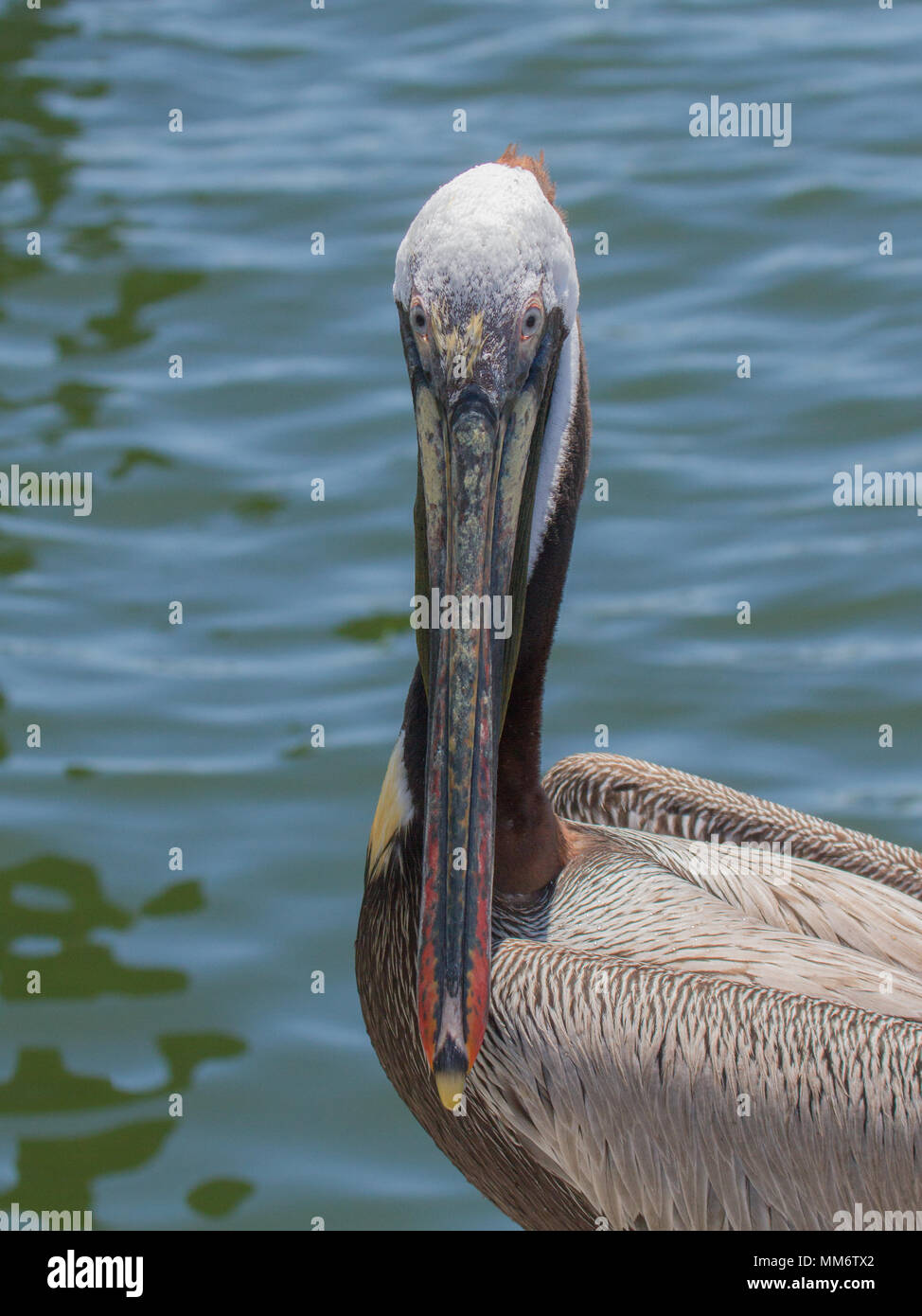 Portrait of an adult male brown pelican in breeding plumage Stock Photo ...
