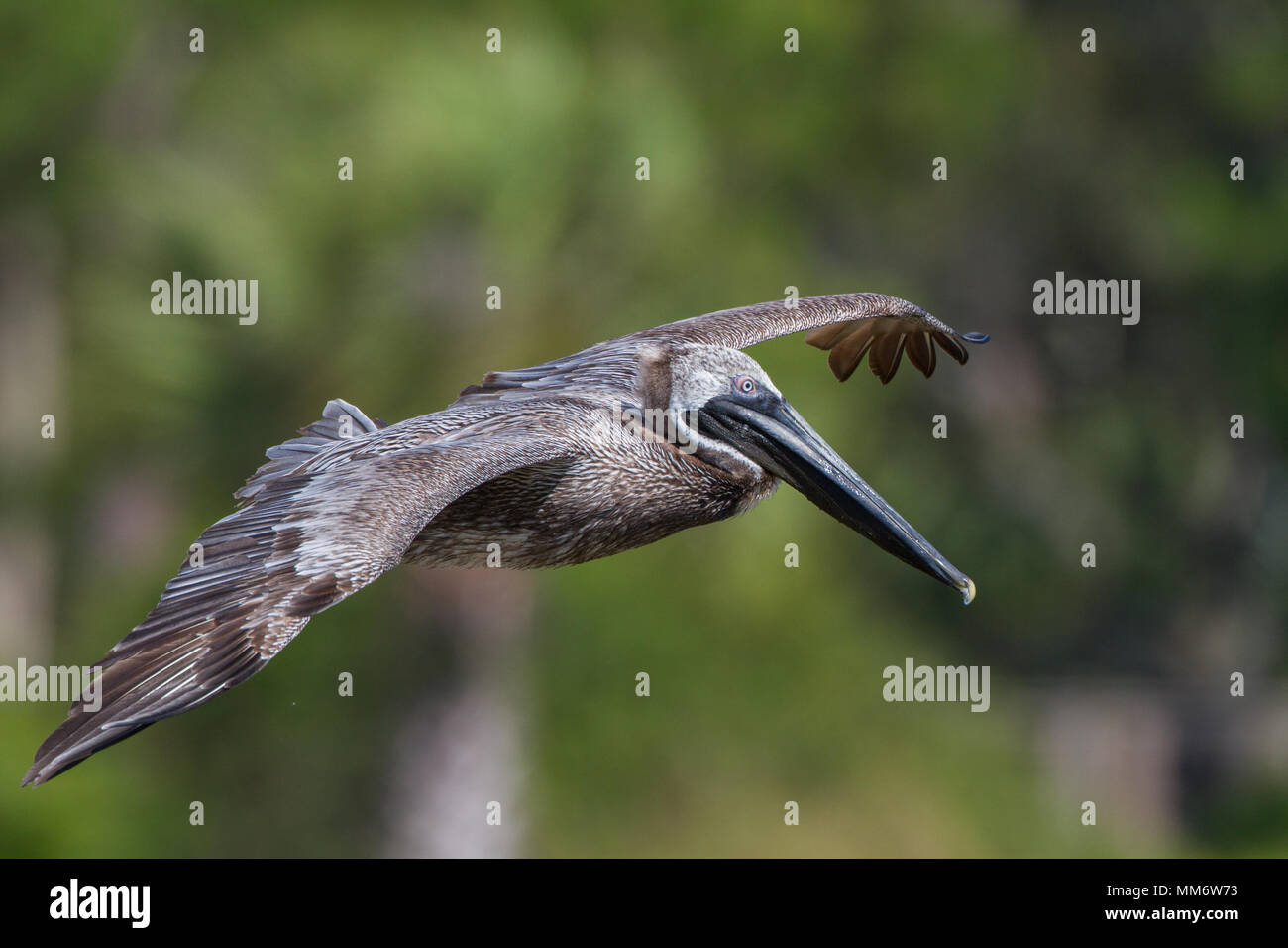 A female brown pelican in flight Stock Photo - Alamy