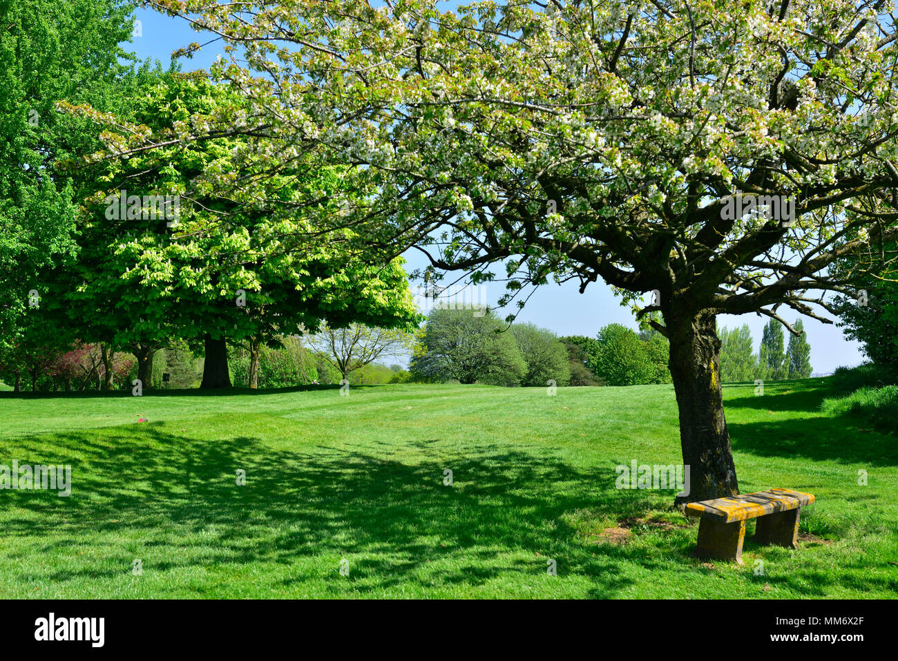 Empty bench seat under flowering cherry tree in park landscape Stock ...