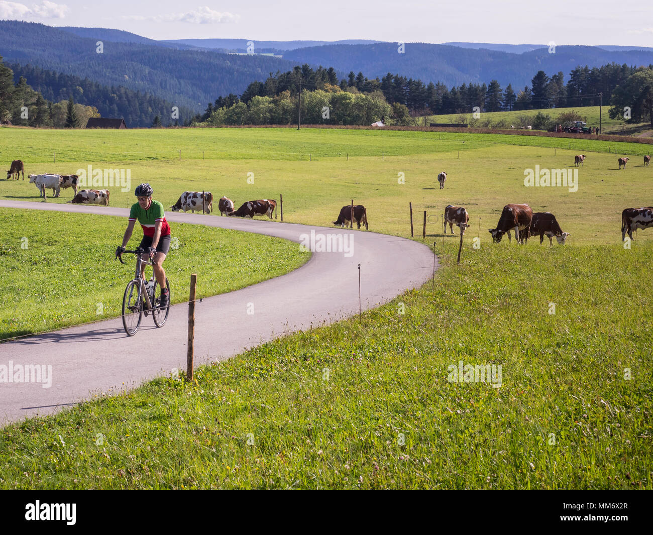 Man riding cow hi-res stock photography and images - Alamy