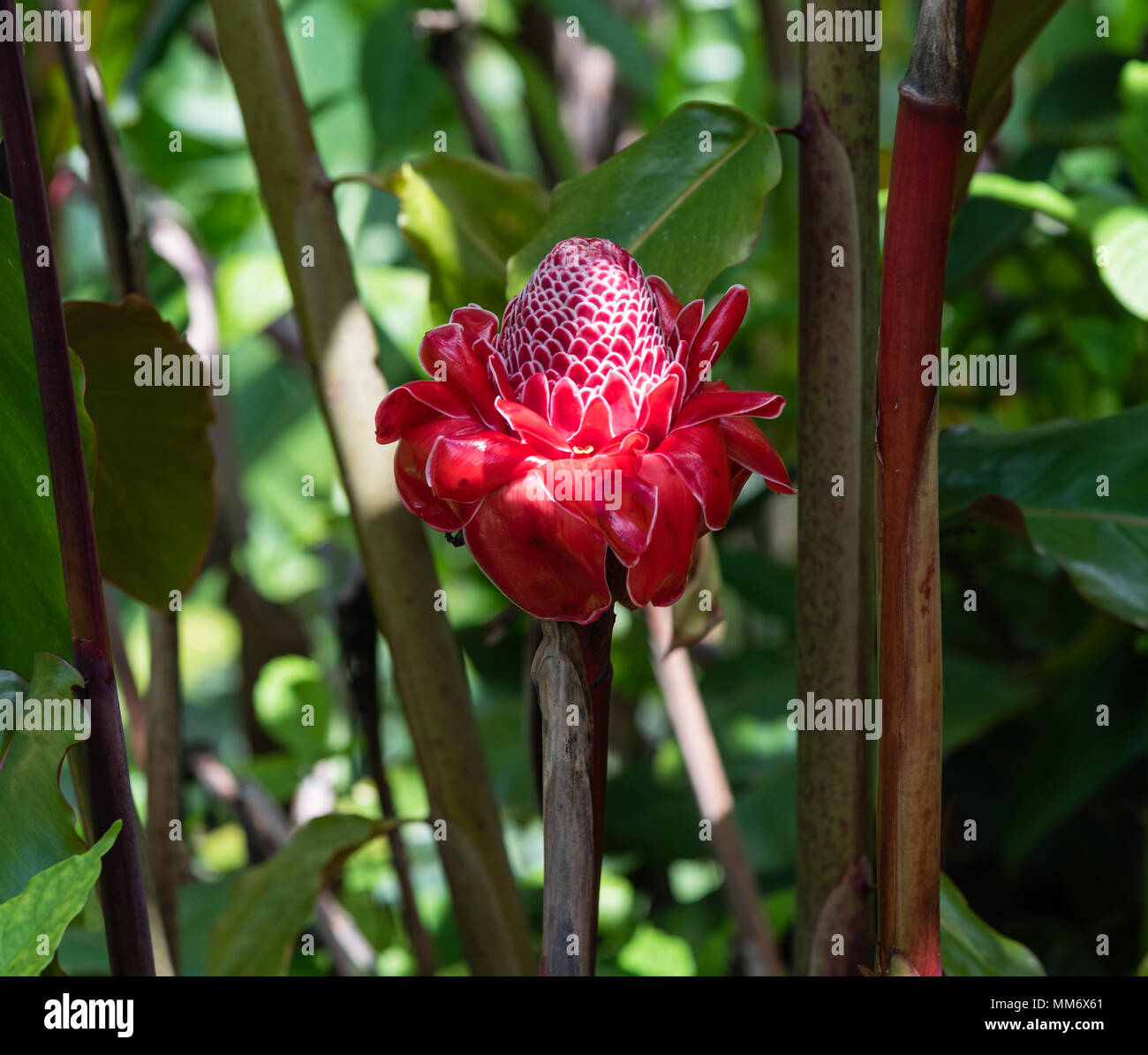 Torch ginger bud hi-res stock photography and images - Alamy