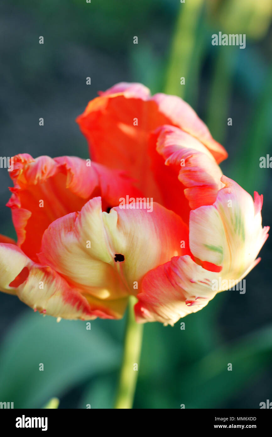 A Dutch parrot tulip in the garden Stock Photo - Alamy
