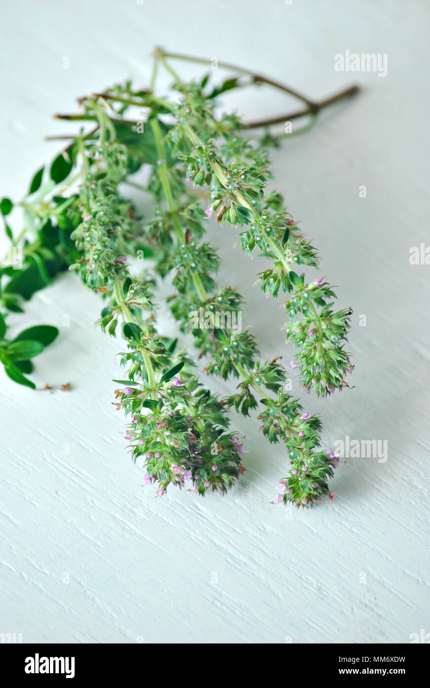 Sprigs of thyme hi-res stock photography and images - Alamy