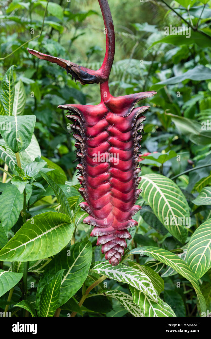 Beef-steak Heliconia flower on the Big Island of Hawaii Stock Photo - Alamy