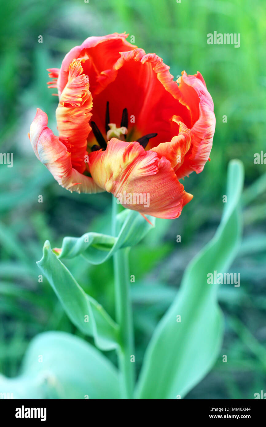 A Dutch parrot tulip in the garden close up macro Stock Photo - Alamy