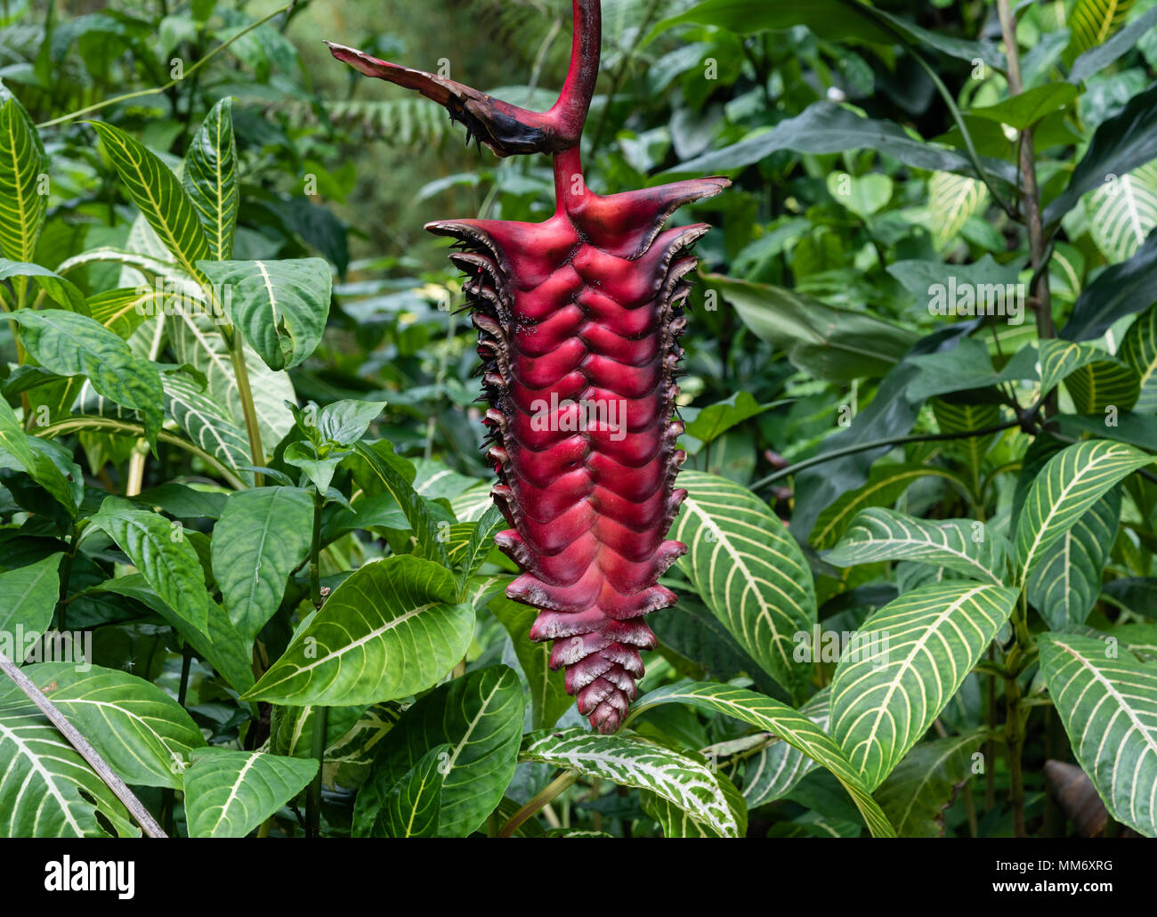 Beef steak heliconia flower hi-res stock photography and images - Alamy