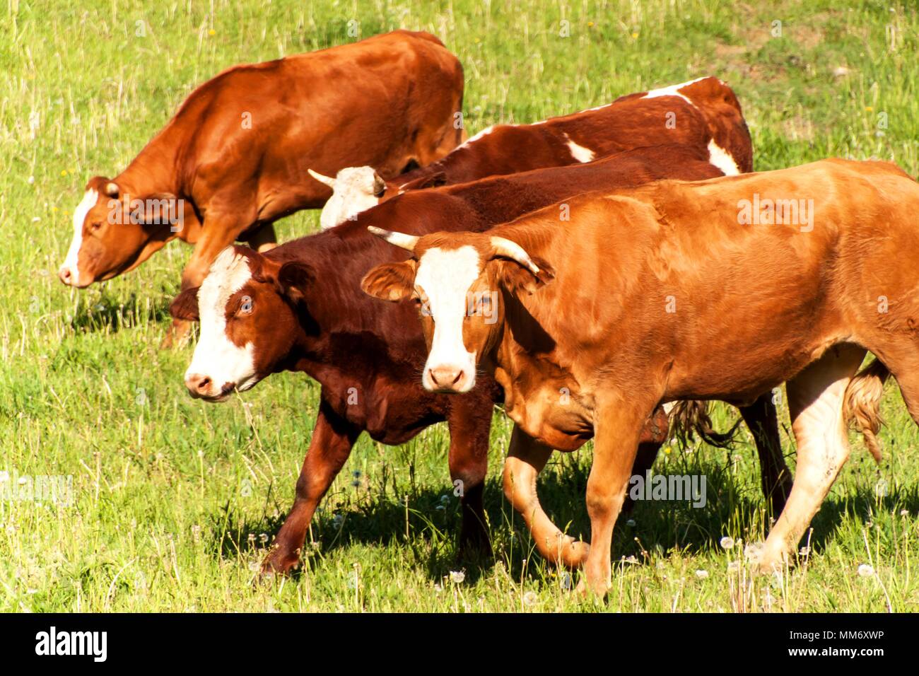 Limousin beef cows breeding hi-res stock photography and images - Alamy