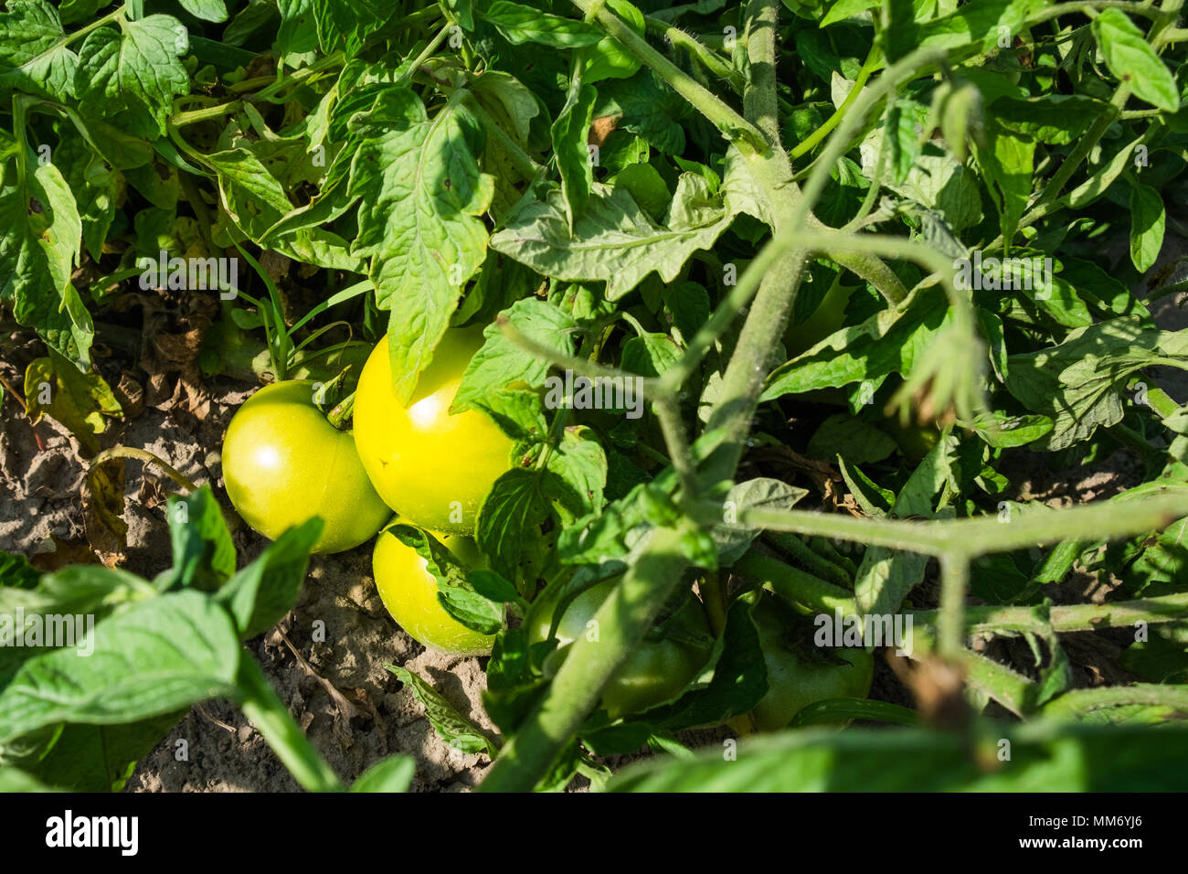 Bending process hi-res stock photography and images - Alamy