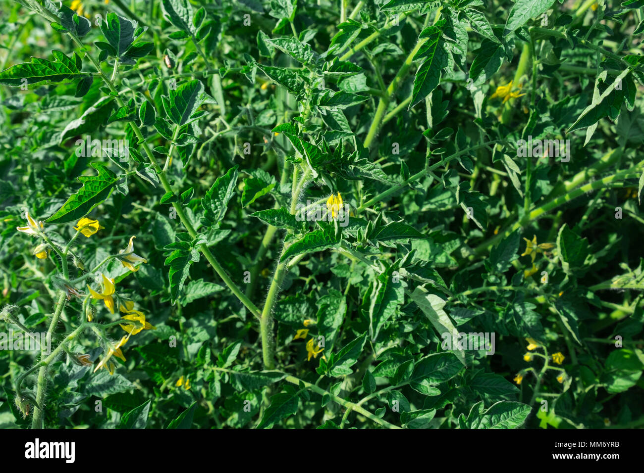 Tomato plants in bloom hi-res stock photography and images - Alamy