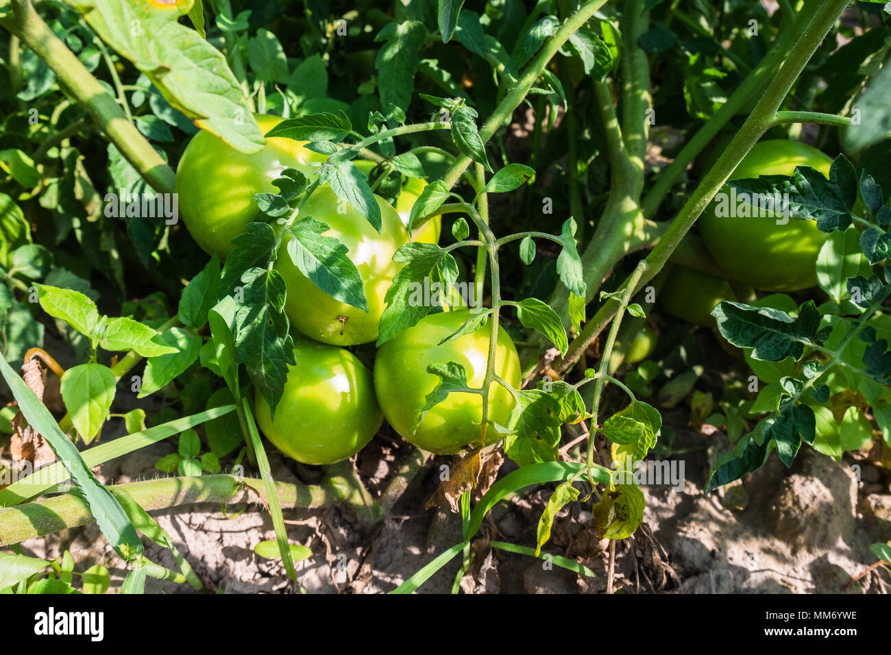 Bending process hi-res stock photography and images - Alamy