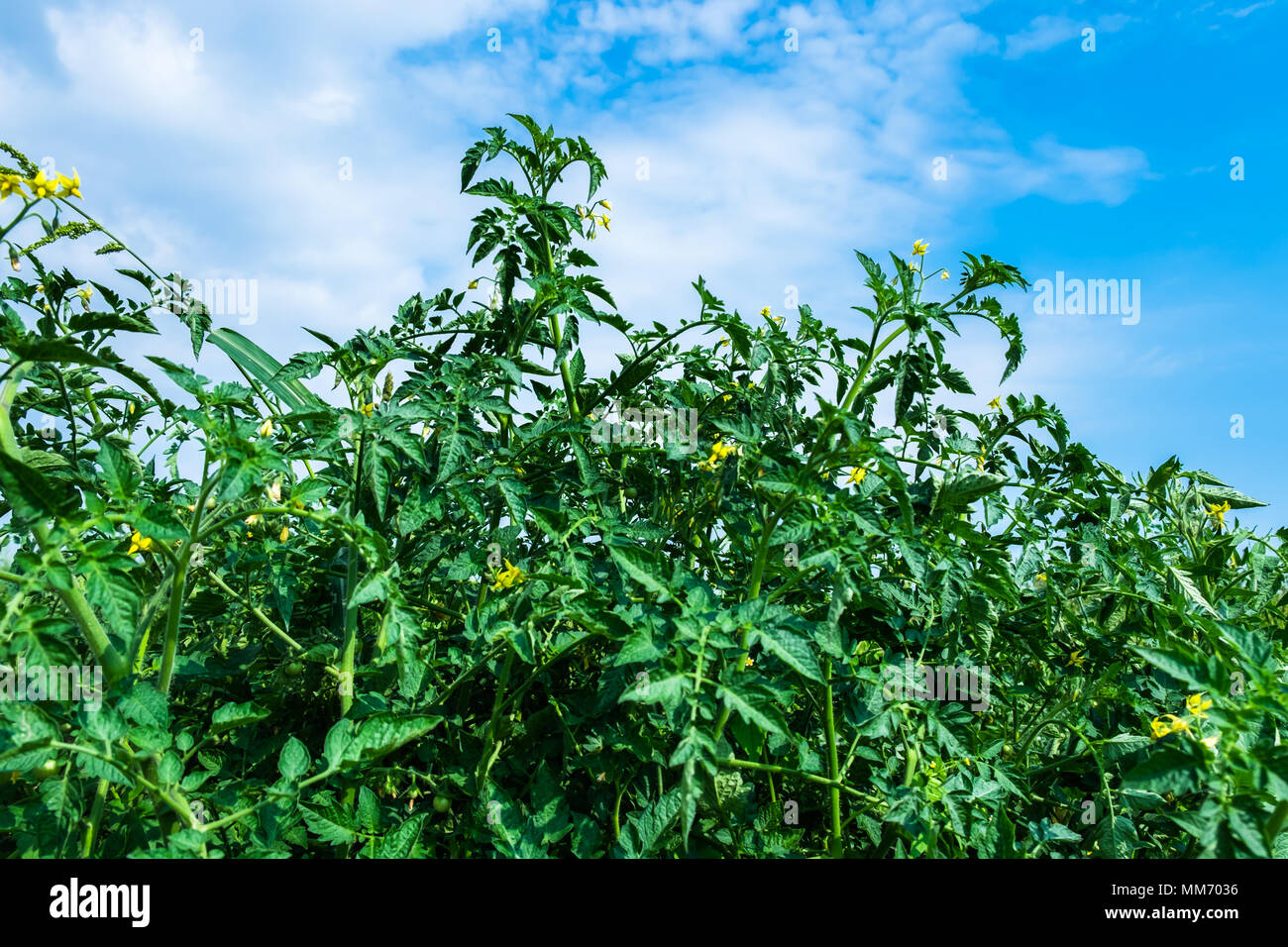 Field of tomato plants hi-res stock photography and images - Alamy