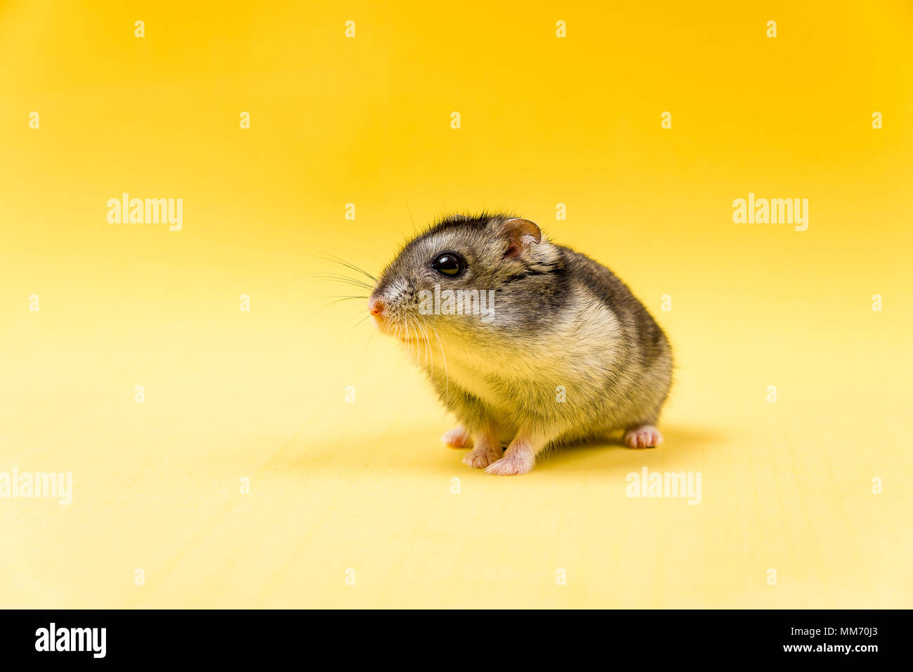 Hamster gray Siberian on a yellow background Stock Photo - Alamy