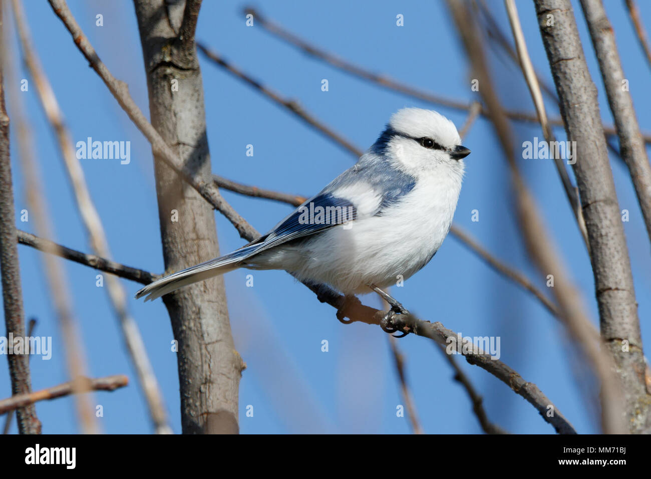 Azure Tit (Parus cyanus). Moscow region, Russia Stock Photo - Alamy